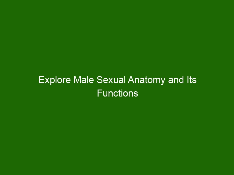 Explore Male Sexual Anatomy And Its Functions Health And Beauty